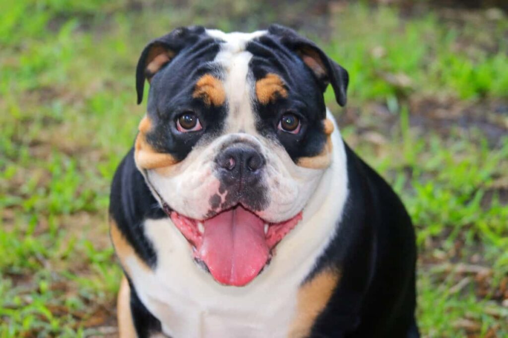 The English Boodle: English Bulldog Poodle Mix! - We Love Doodles