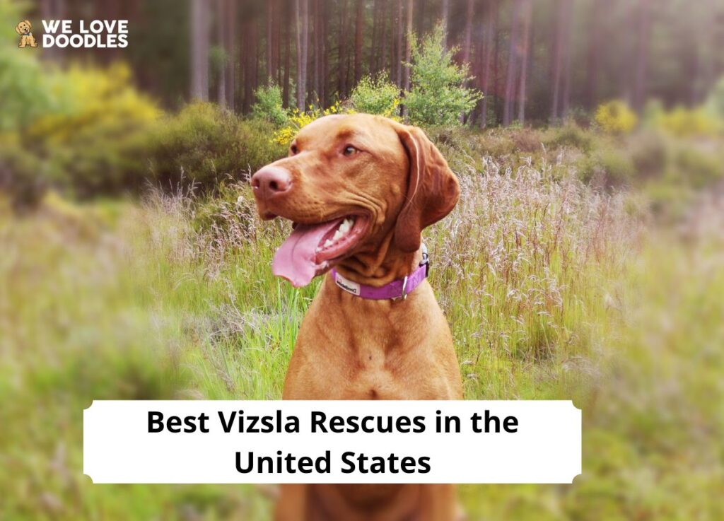 7 Best Vizsla Rescues in the United States!