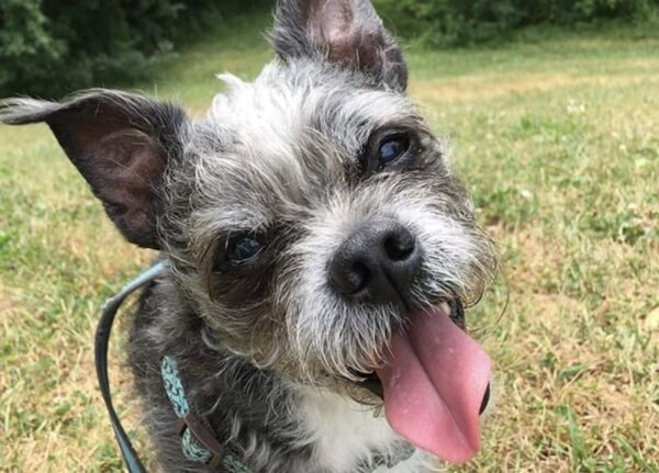 Boston Terrier Poodle Mix - A Complete Guide! (2023) - We Love Doodles