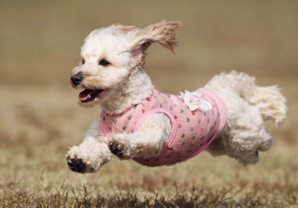 All About the Dachshund Poodle Mix (Doxiepoo)! - We Love Doodles
