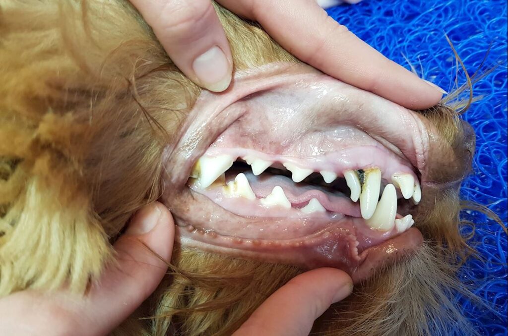 What do Puppy Teeth Look Like When They Fall Out? (With Pictures)!