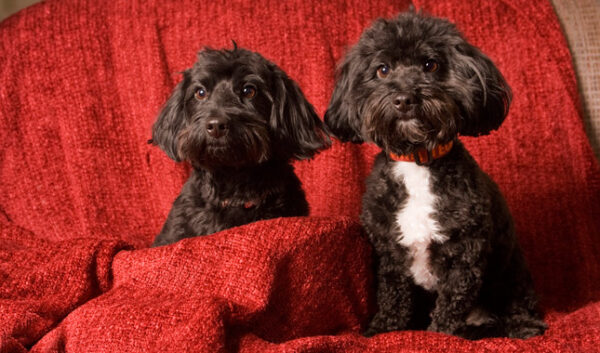 All About the Dachshund Poodle Mix (Doxiepoo)! - We Love Doodles