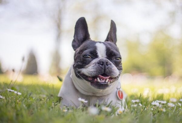 Boston Terrier Poodle Mix - A Complete Guide! (2023) - We Love Doodles