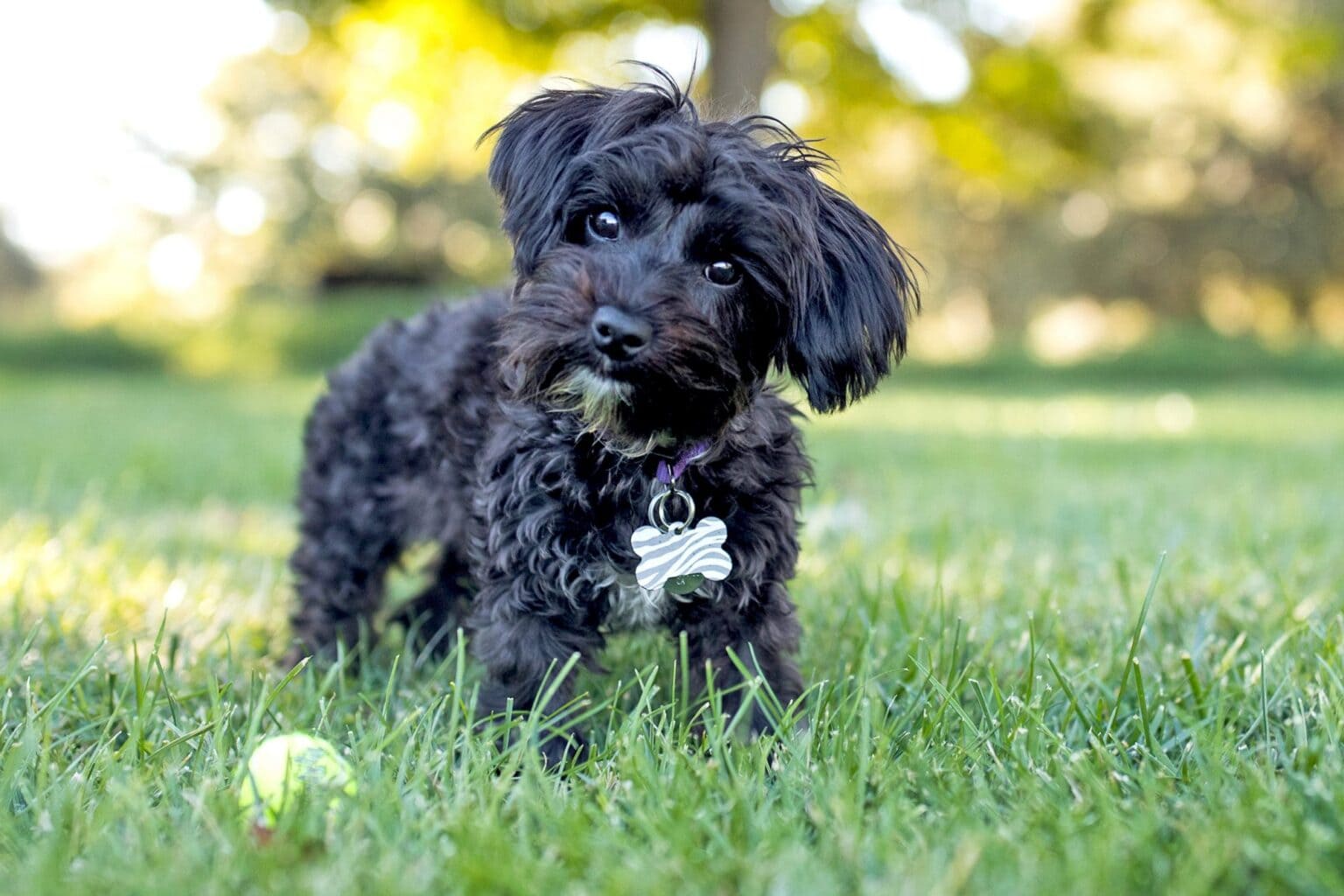 Yorkie Poo Price Guide: What To Expect From a Breeder! - We Love Doodles