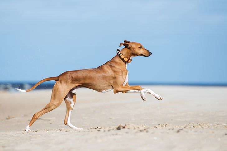 13 Skinny Dog Breeds With Pictures! (2023) - We Love Doodles