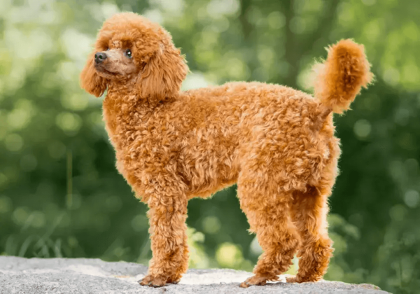 When Is a Miniature Poodle Full-Grown? - We Love Doodles