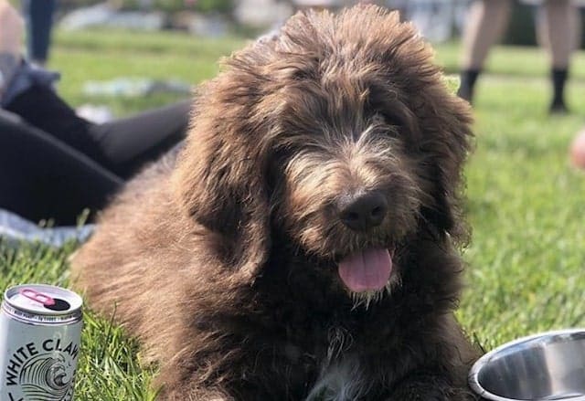 A Complete Guide to the Doberman Poodle Mix! (2023) - We Love Doodles
