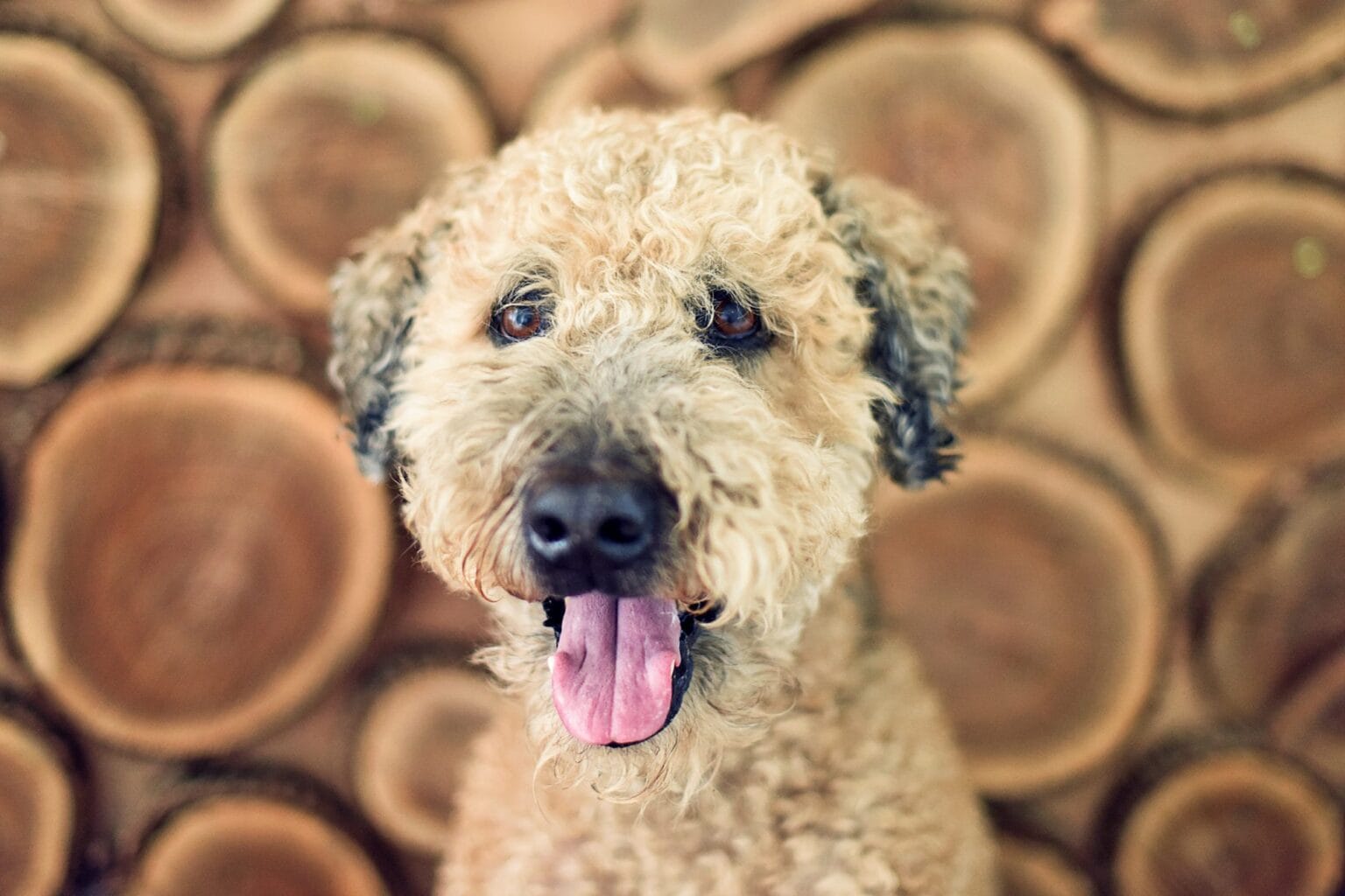 13 Most Popular Small Poodle Mixes - With Pictures! (2023) - We Love ...