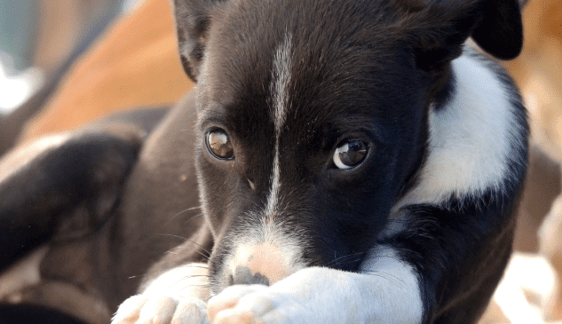 Why Does My Dog Eat Hair? Common Reasons! - We Love Doodles