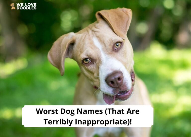 80 Worst Dog Names That Are Terribly Inappropriate 