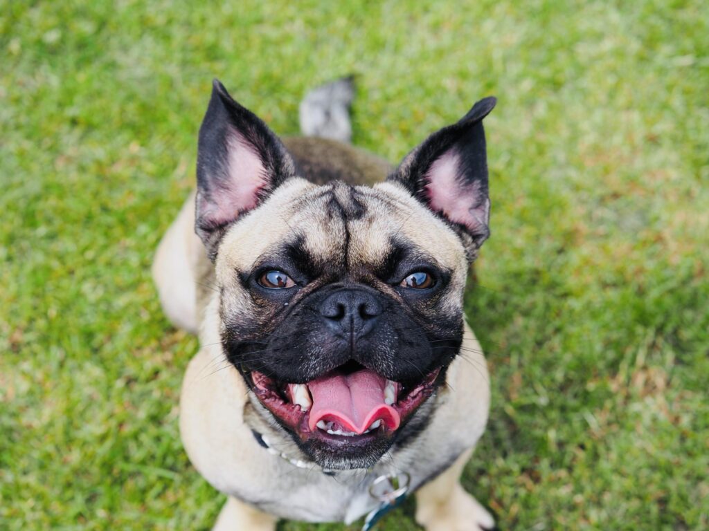French Bulldog Poodle Mix: What You Need To Know!