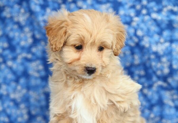Pomeranian Poodle Mix - A Complete Guide! (2024) - We Love Doodles