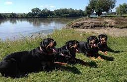 15 Best Rottweiler Rescues in the United States!