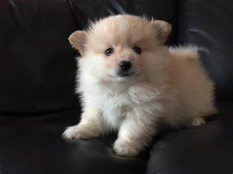 13 Best Types of Pomapoo Haircuts!