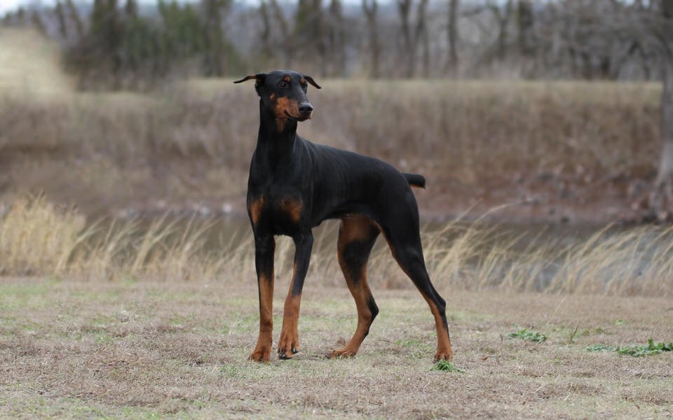 The 5 Best Dog Breeders in Perth, Australia! (2023) - We Love Doodles