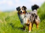 10 Best Australian Shepherd Haircut Styles - With Pictures! - We Love ...