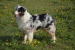 10 Best Australian Shepherd Haircut Styles - With Pictures! - We Love ...