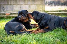 15 Best Rottweiler Rescues in the United States!