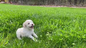 Chorkie Puppies For Sale: Top 4 Breeders!
