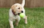 53 Best Candy Names for Dogs! - We Love Doodles