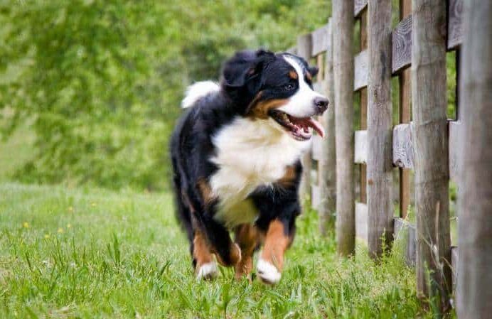 60+ Best Mountain Dog Names: Unique and Popular! - We Love Doodles