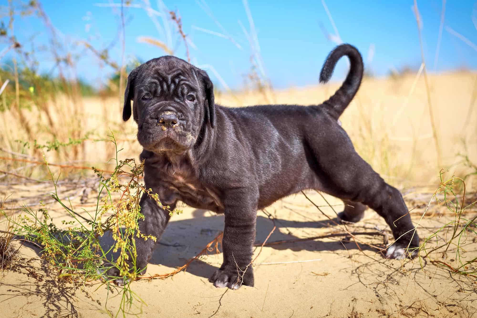 Where to Find Cane Corso Puppies Under $500 and $700?