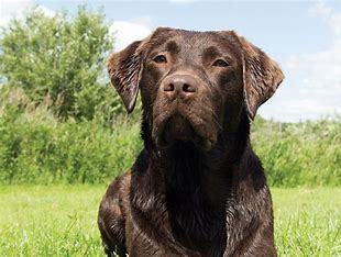 Pros and Cons of a Bluetick Hound Lab Mix!