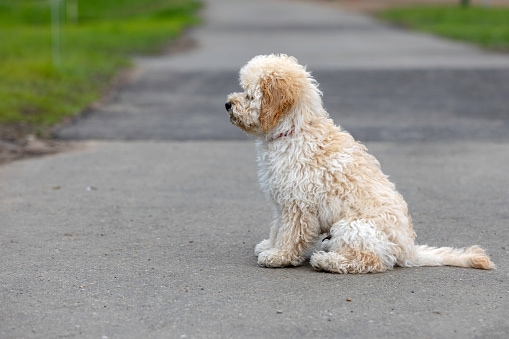 When Is a Maltipoo Full-Grown? - We Love Doodles