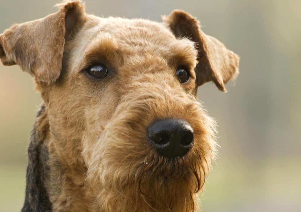 11 Dog Breeds With Button Ears! - We Love Doodles