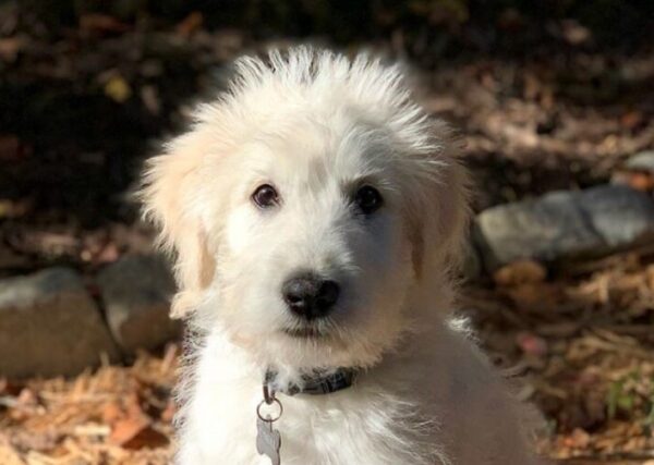 When Is a Pyredoodle Fully Grown? + Growth Chart! (2024) - We Love Doodles