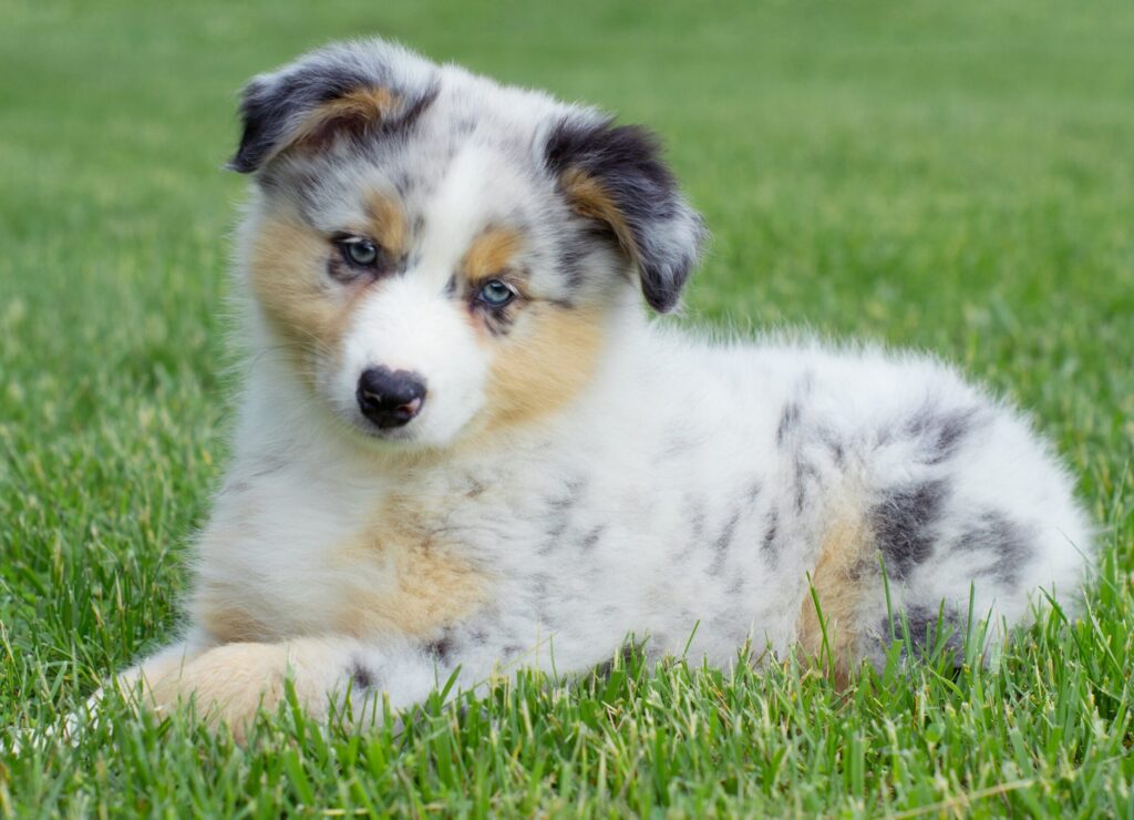 11 Dog Breeds With Button Ears! - We Love Doodles