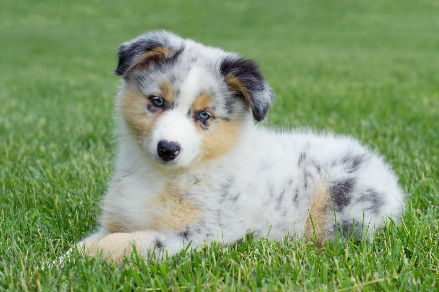 11 Dog Breeds With Button Ears! - We Love Doodles