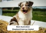 10 Best Australian Shepherd Haircut Styles - With Pictures! - We Love ...