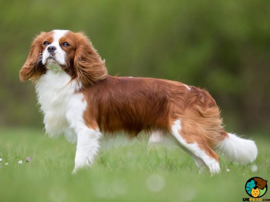 Best Cavalier King Charles Short Haircut Ideas! - We Love Doodles