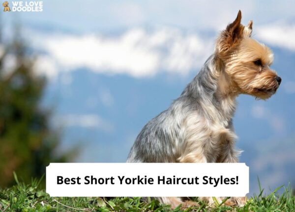 9 Best Short Yorkie Haircut Styles! (With Pictures) - We Love Doodles