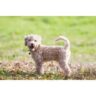 Types of Poochon Colors - With Pictures! - We Love Doodles