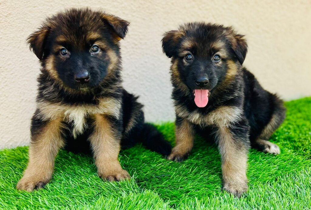 Black German Shepherd Puppies for Sale - Top 4 Breeders! - We Love Doodles