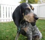 Pros and Cons of a Bluetick Hound Lab Mix! - We Love Doodles