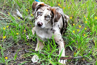 Pros and Cons of a Bluetick Hound Lab Mix!