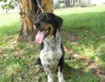 Pros and Cons of a Bluetick Hound Lab Mix!