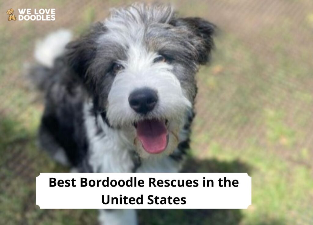 8 Best Bordoodle Rescues in the United States! - We Love Doodles