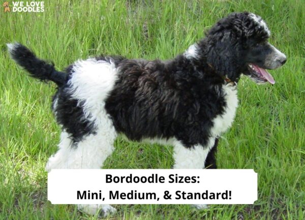 Bordoodle Sizes: Mini, Medium, & Standard! (2024) - We Love Doodles