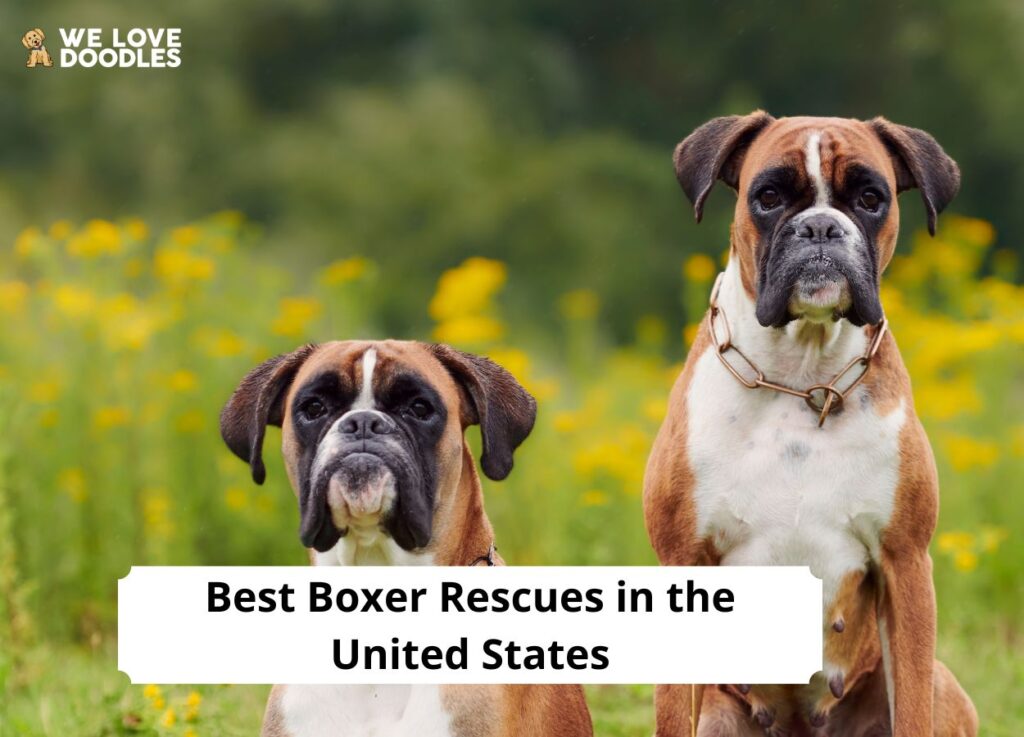 10 Best Boxer Rescues in the United States!