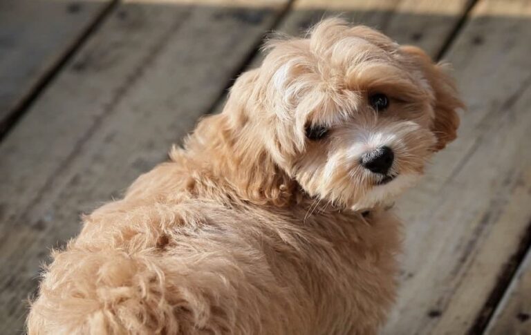 Types of Westiepoo Colors – With Pictures! - We Love Doodles