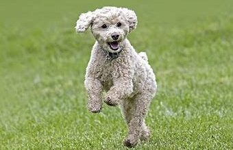 Types of Poochon Colors - With Pictures! - We Love Doodles
