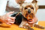 Yorkie Teddy Bear Haircut Pictures & Styles!