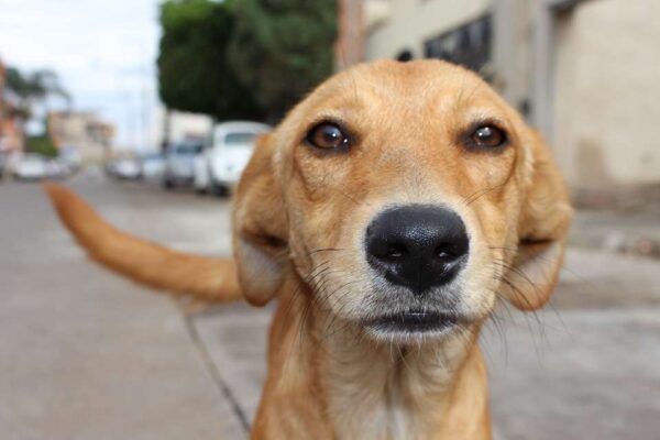53 Best Candy Names for Dogs! - We Love Doodles