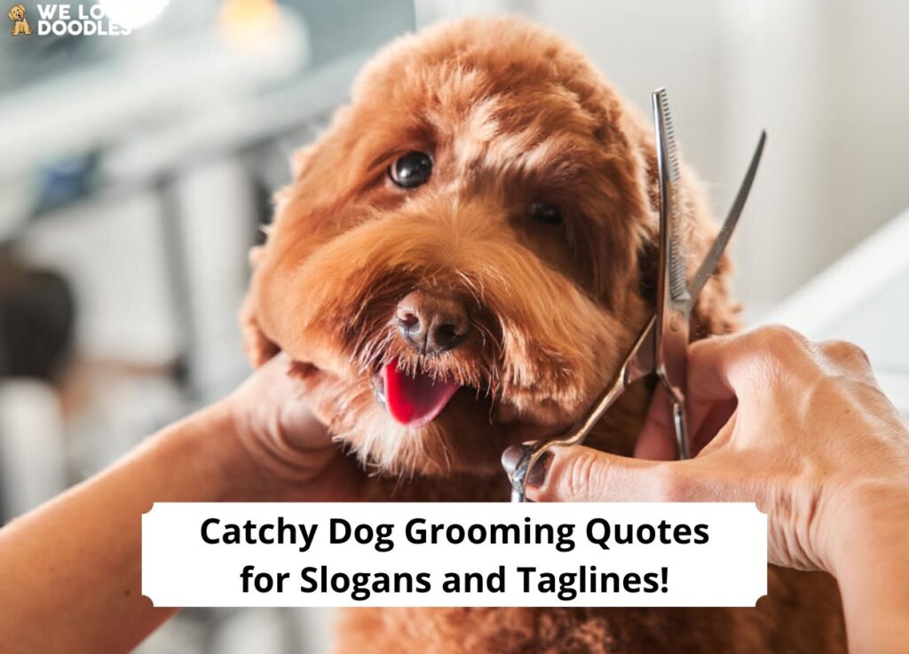 70 Catchy Dog Grooming Quotes For Slogans And Taglines 2023 We