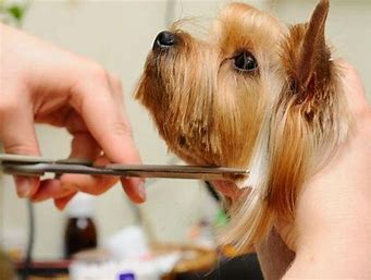 7 Best Types Of Chipoo Haircuts With Pictures We Love Doodles