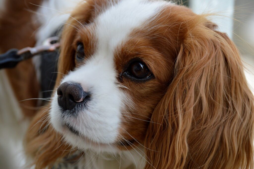 Best Cavalier King Charles Short Haircut Ideas! - We Love Doodles